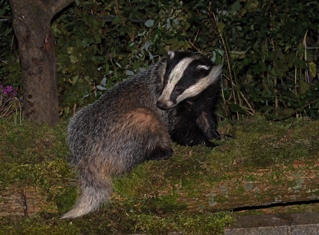 Badger Biology & Ecology - Scottish Badgers
