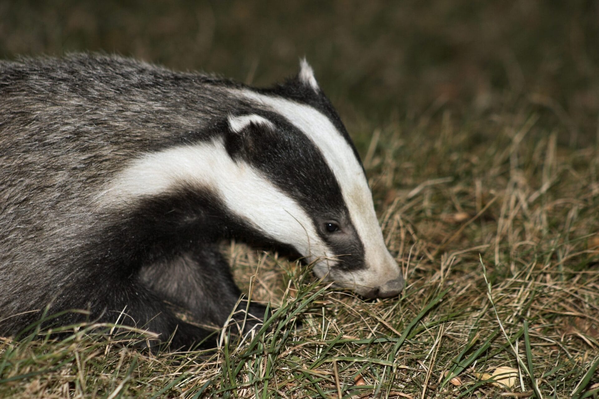 FAQs - Scottish Badgers
