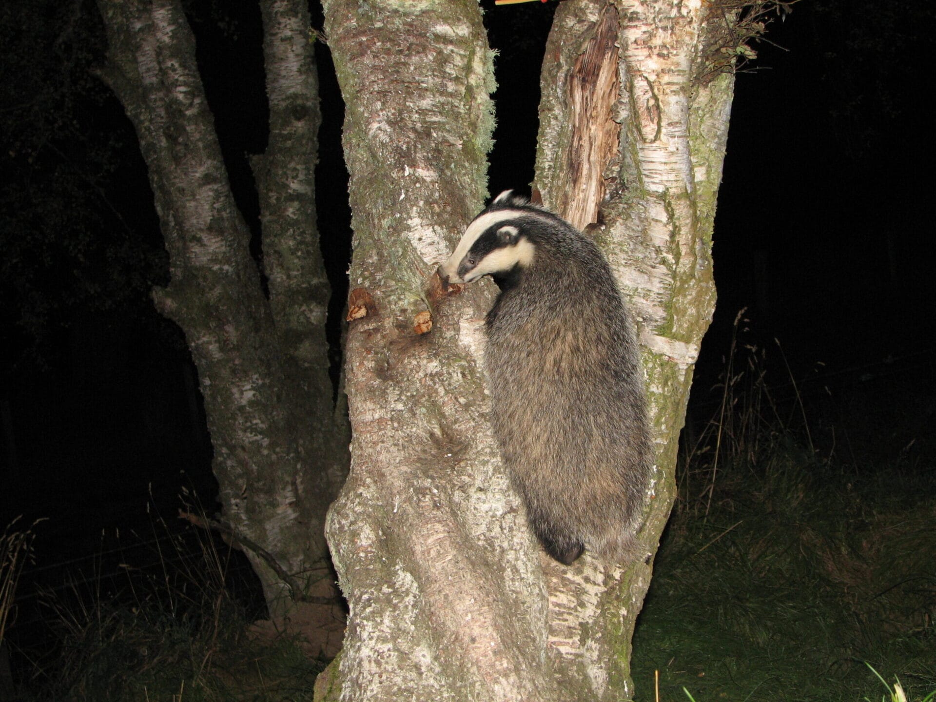 Badger Surveying - Scottish Badgers