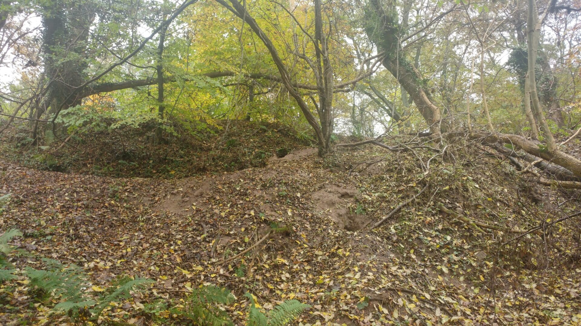 Scottish Badger Week 2020 - Day 6 Badger Behaviour - Scottish Badgers