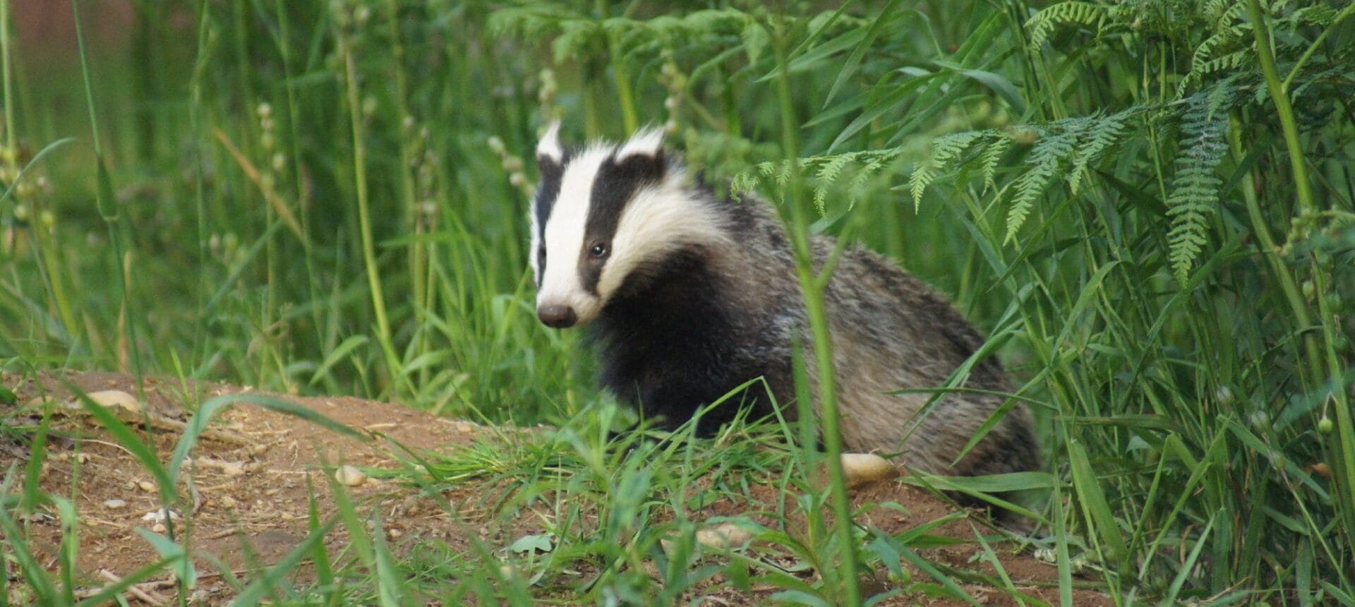 badger farm