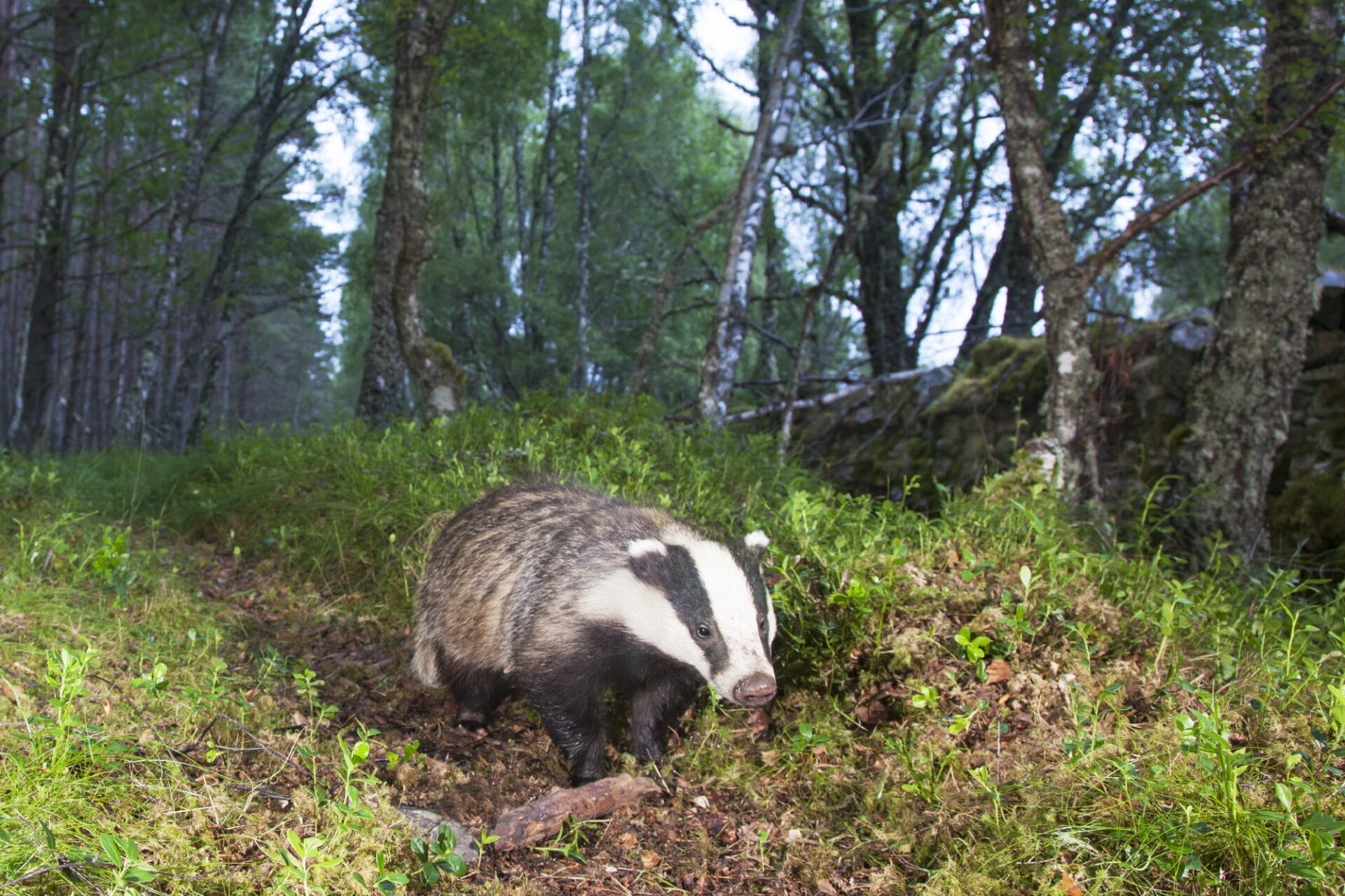 About Scottish Badgers - Scottish Badgers