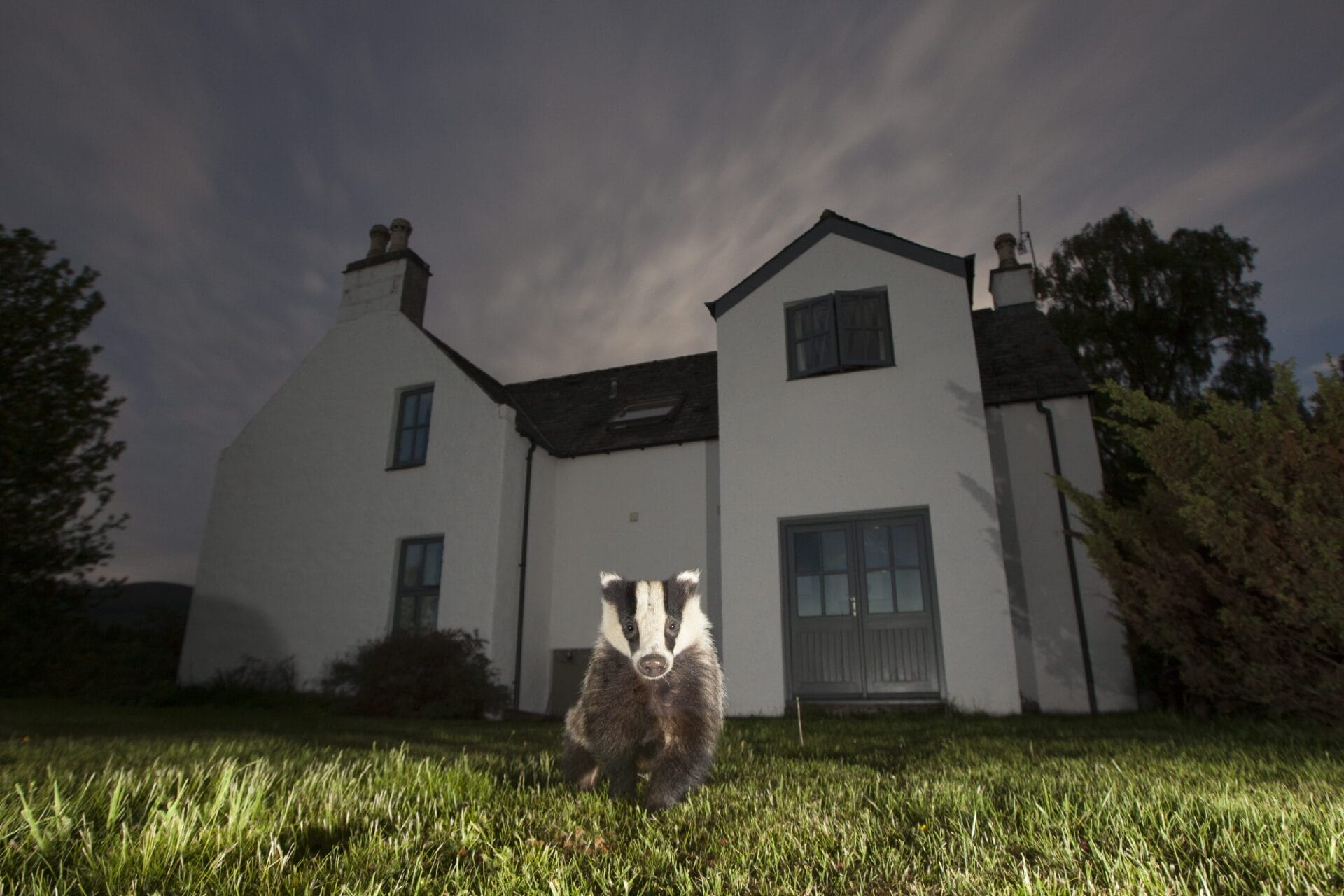 Welcome to Scottish Badgers - Scottish Badgers