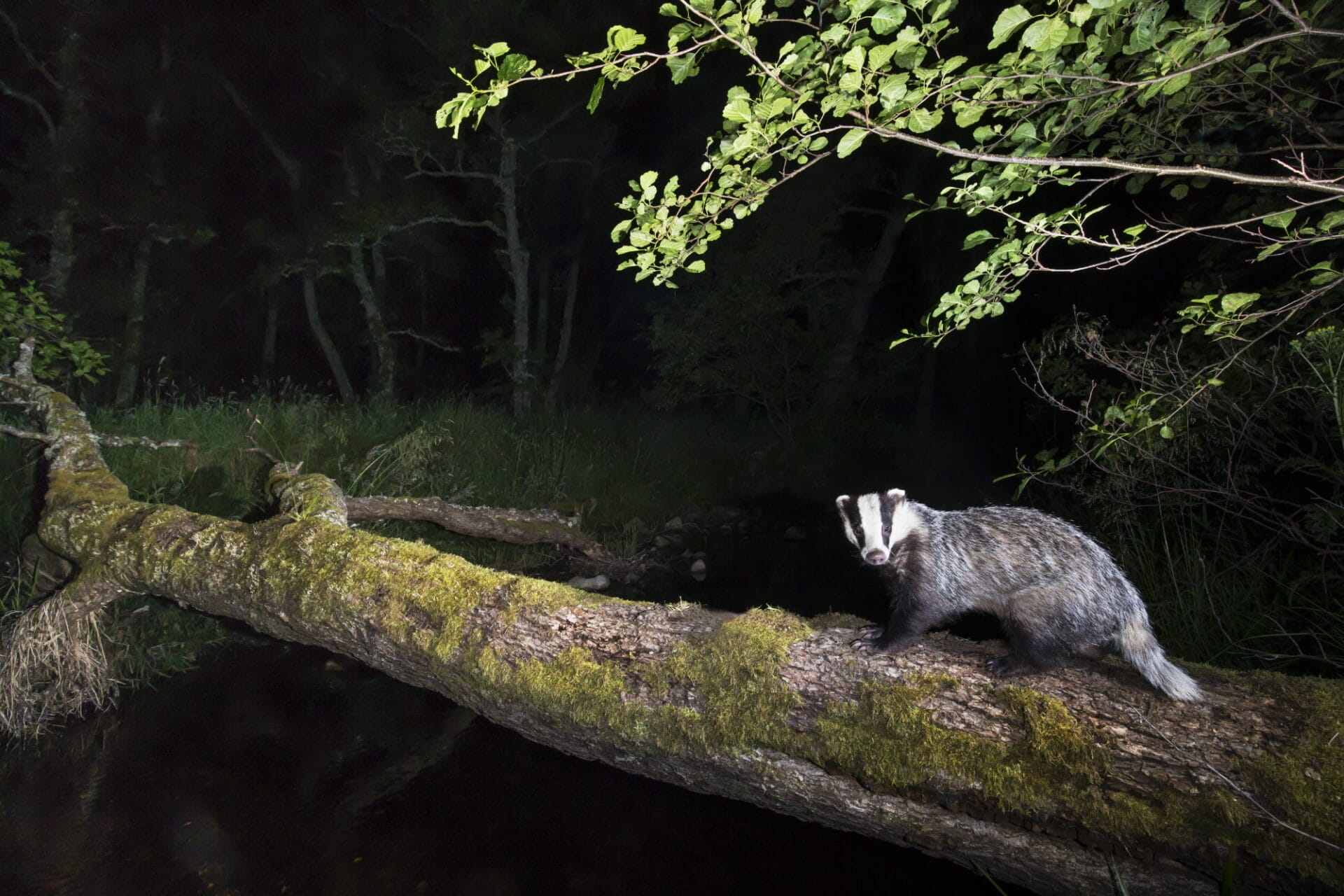 Welcome to Scottish Badgers - Scottish Badgers