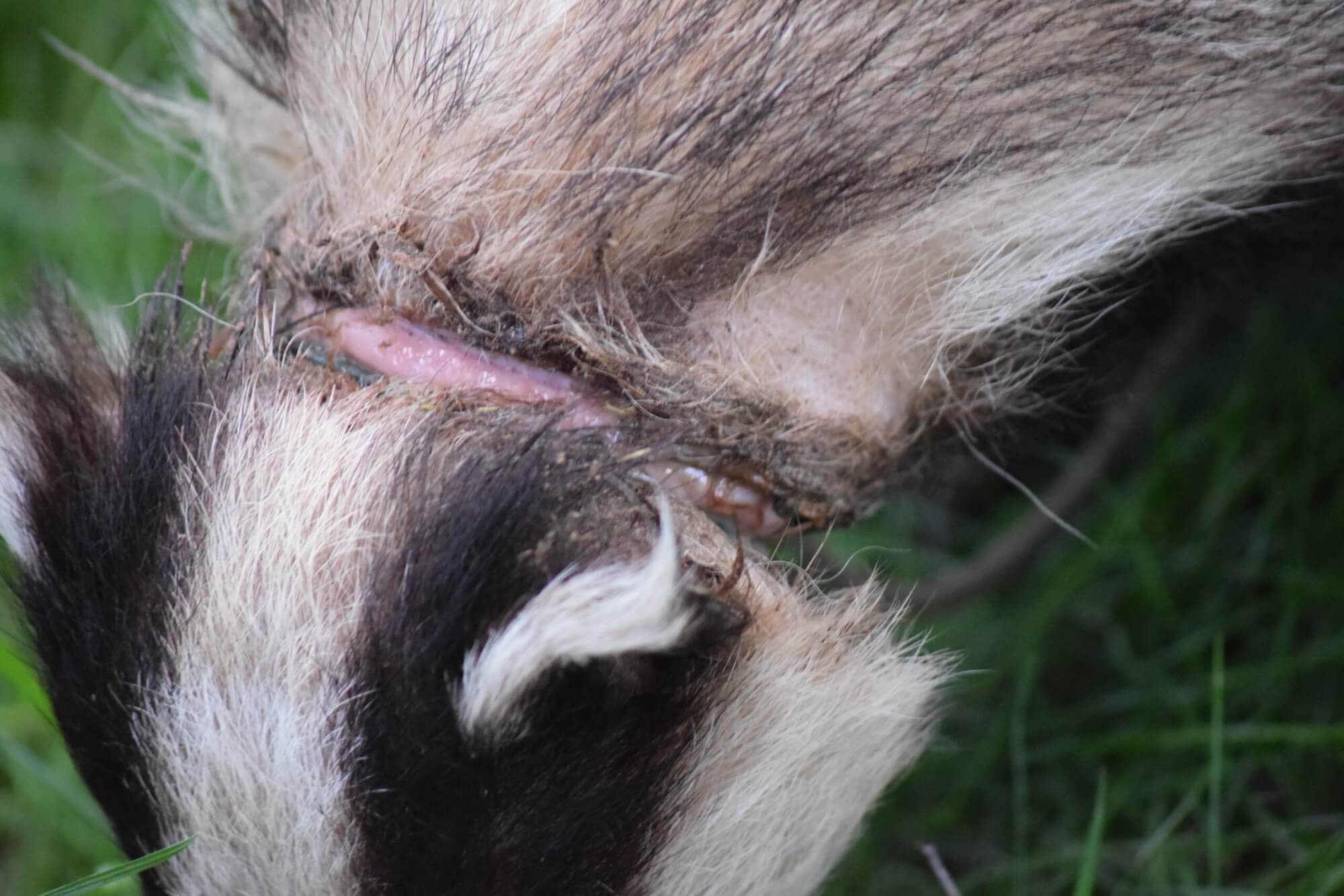 Badgers & the Law - Scottish Badgers