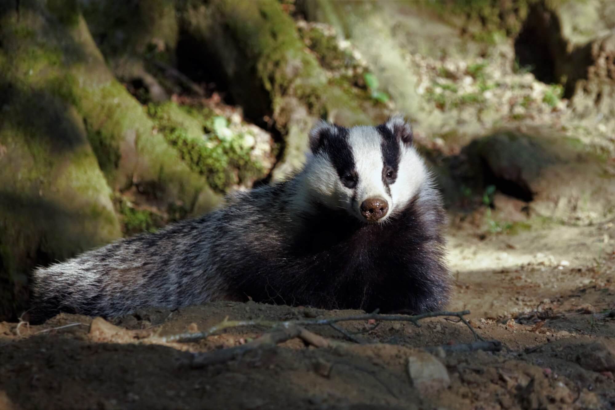 Badger Biology & Ecology - Scottish Badgers