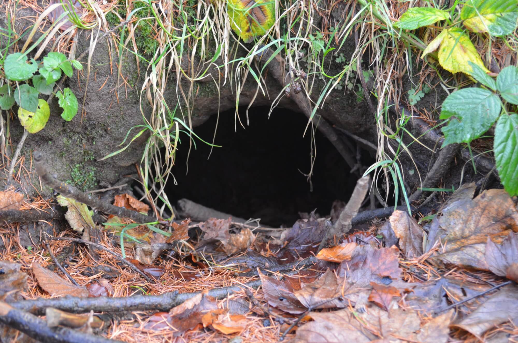 Badger Surveying - Scottish Badgers