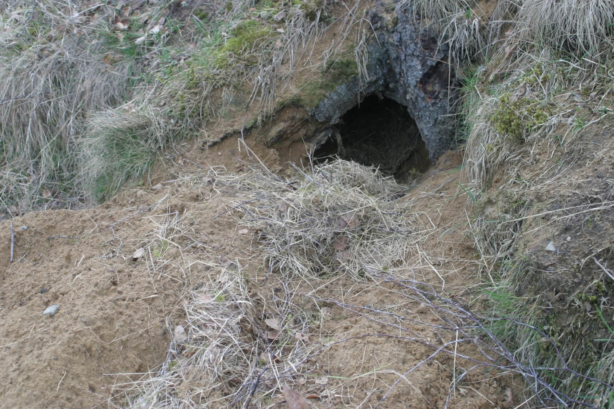 Badger Surveying - Scottish Badgers