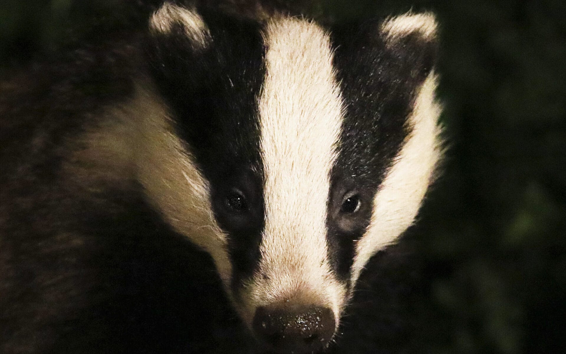 Scottish Badger Week, 8th-16th May 2021 - Scottish Badgers