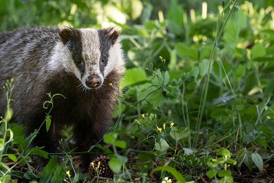 Charity marks National Badger Day with launch of resource to champion ...