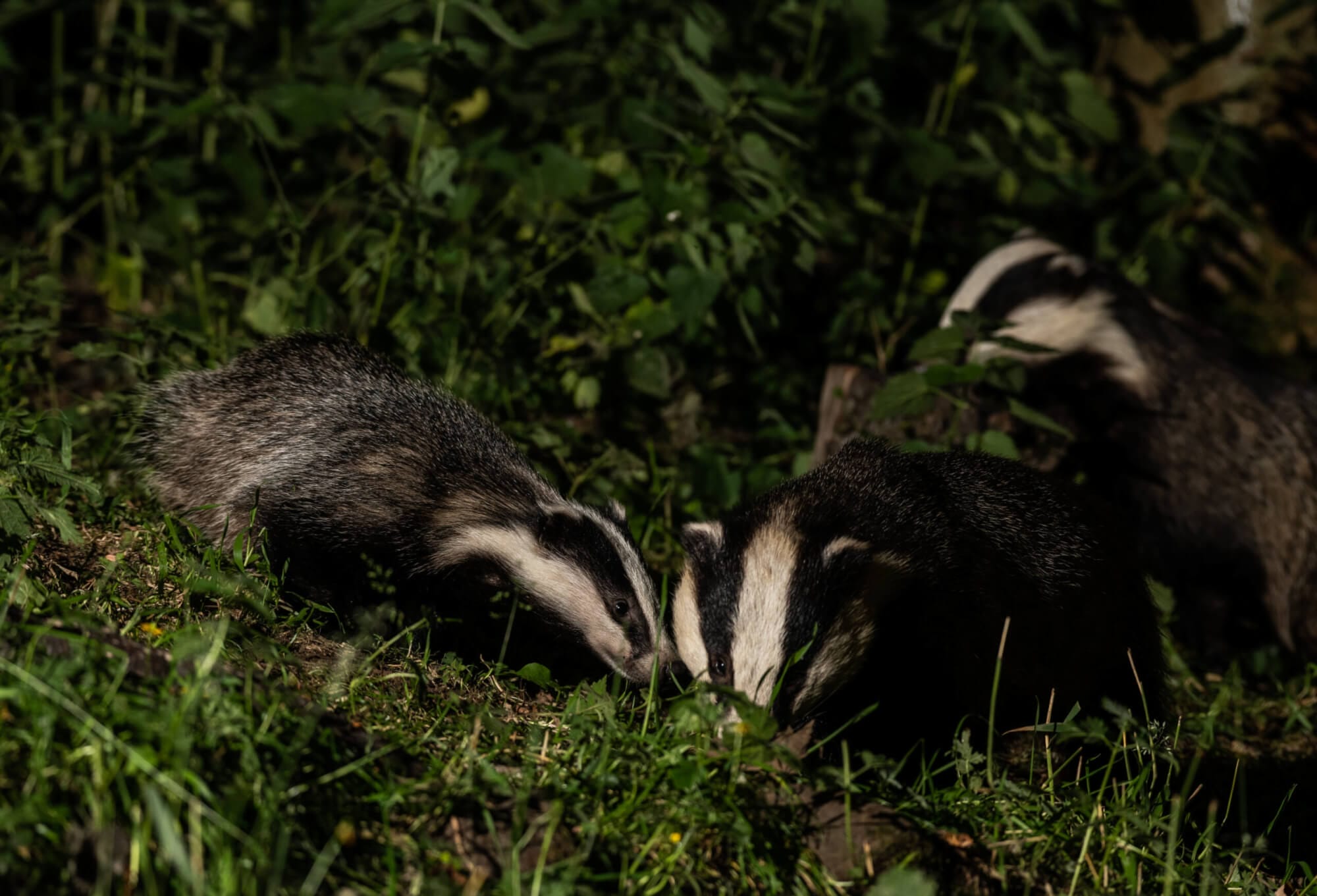 Contact Us - Scottish Badgers