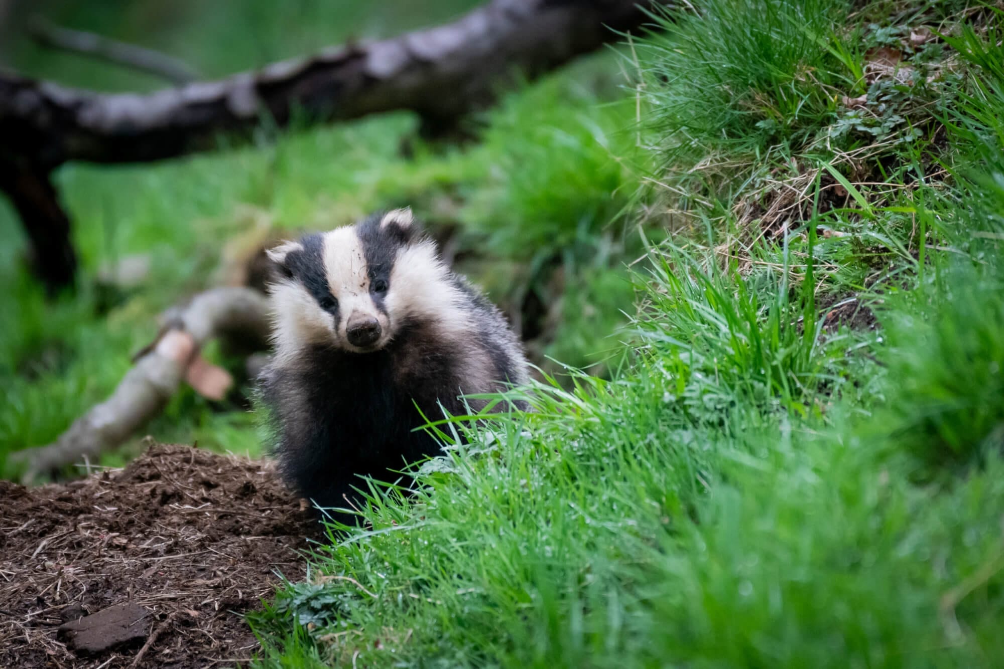 Welcome to Scottish Badgers - Scottish Badgers