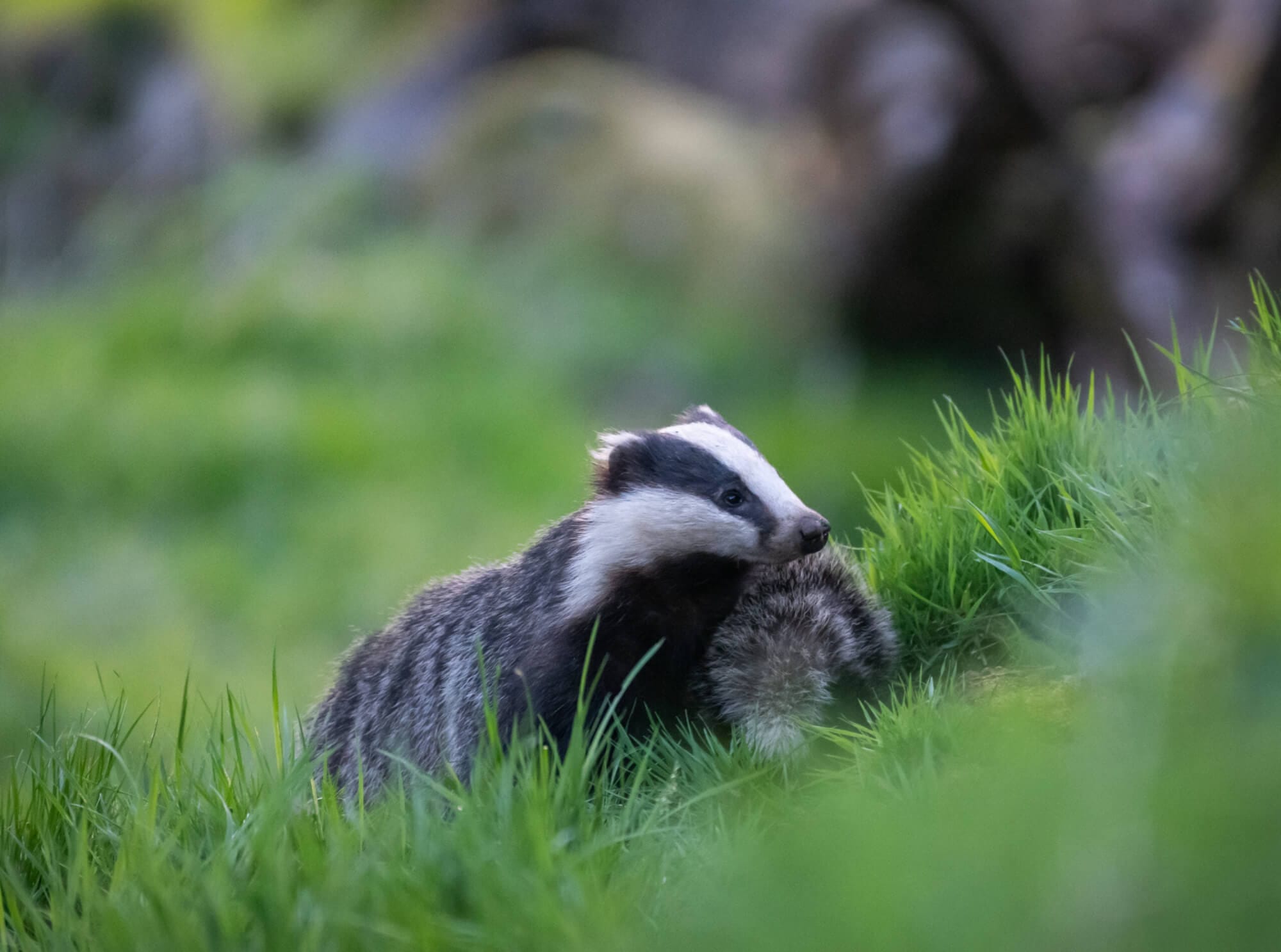 Call for collaborators: Scottish Badger Week, 6th-14th May 2023 ...