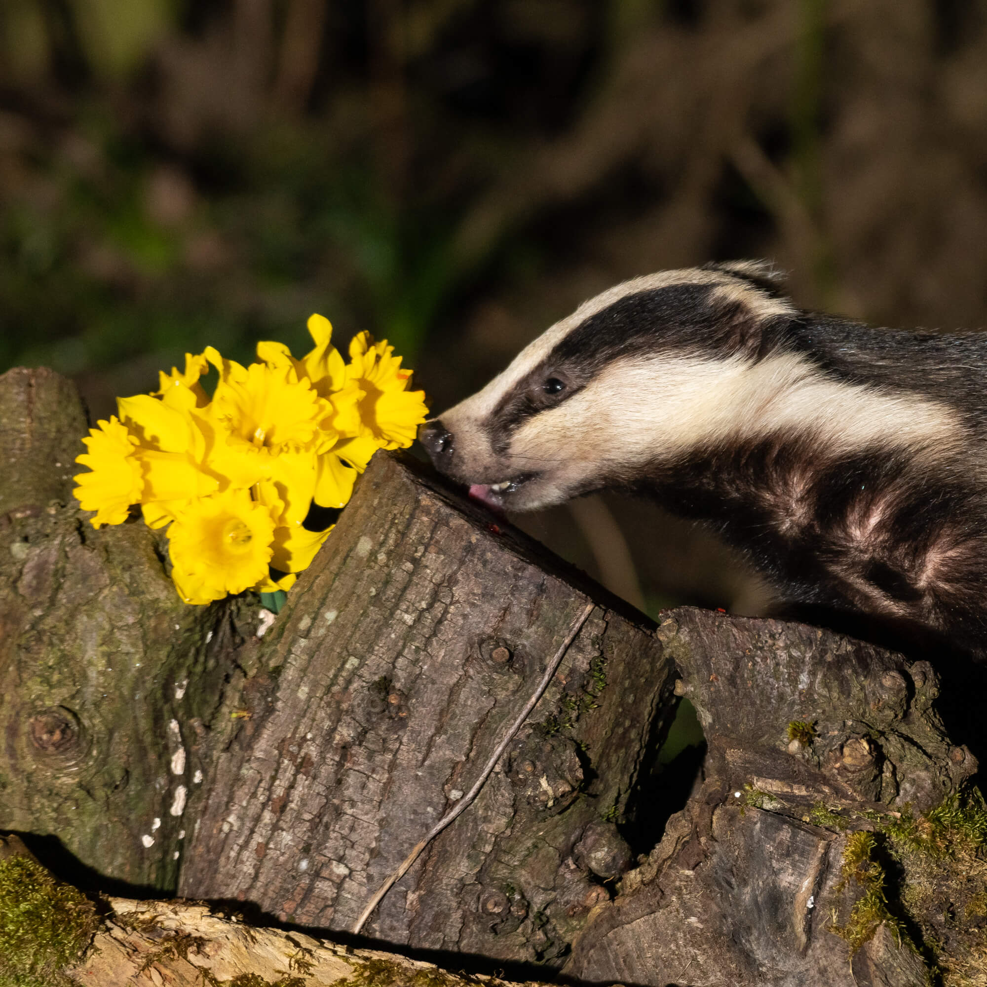 Get Updates - Scottish Badgers