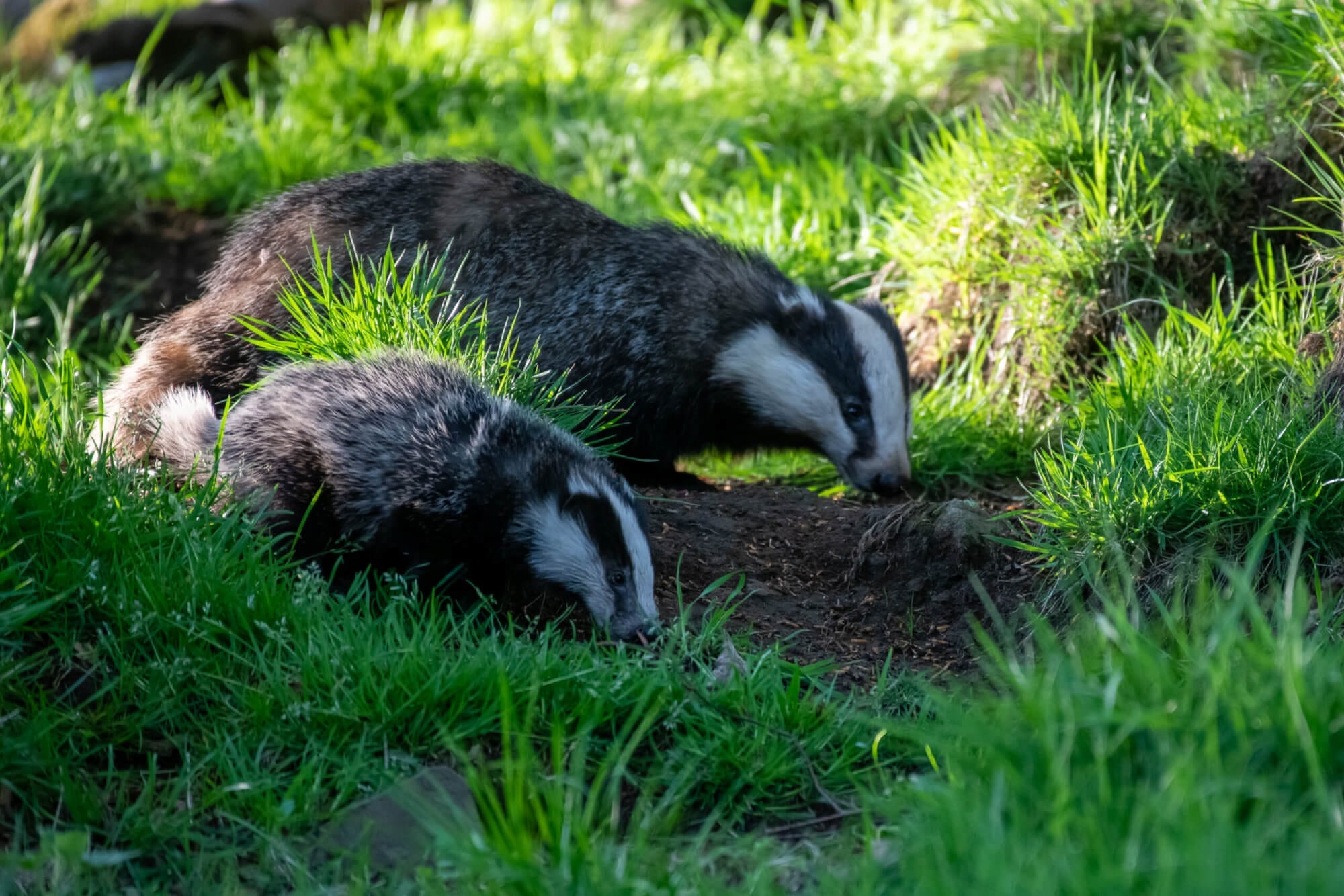 Consultation on snare ban and increasing powers of SSPCA - a guide ...