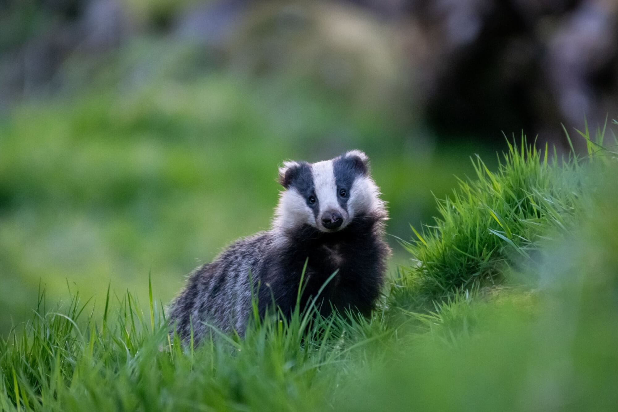 Scottish Badger Week, 6th - 14th May 2023 - Scottish Badgers