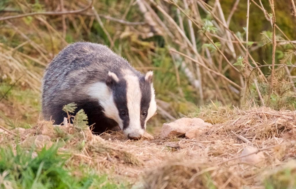 Scottish Badgers – On the Borders! - Scottish Badgers