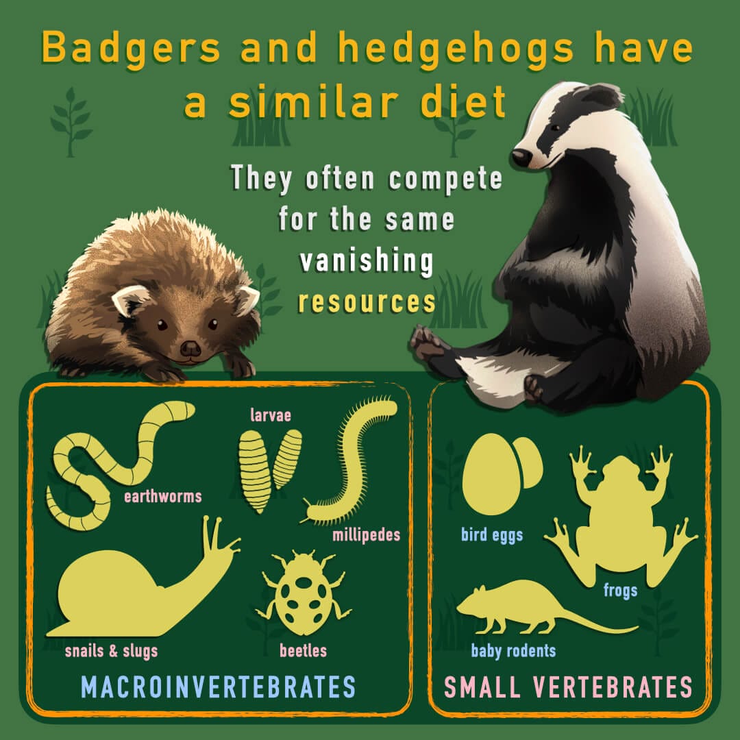 1 - Hedgehogs - Scottish Badgers