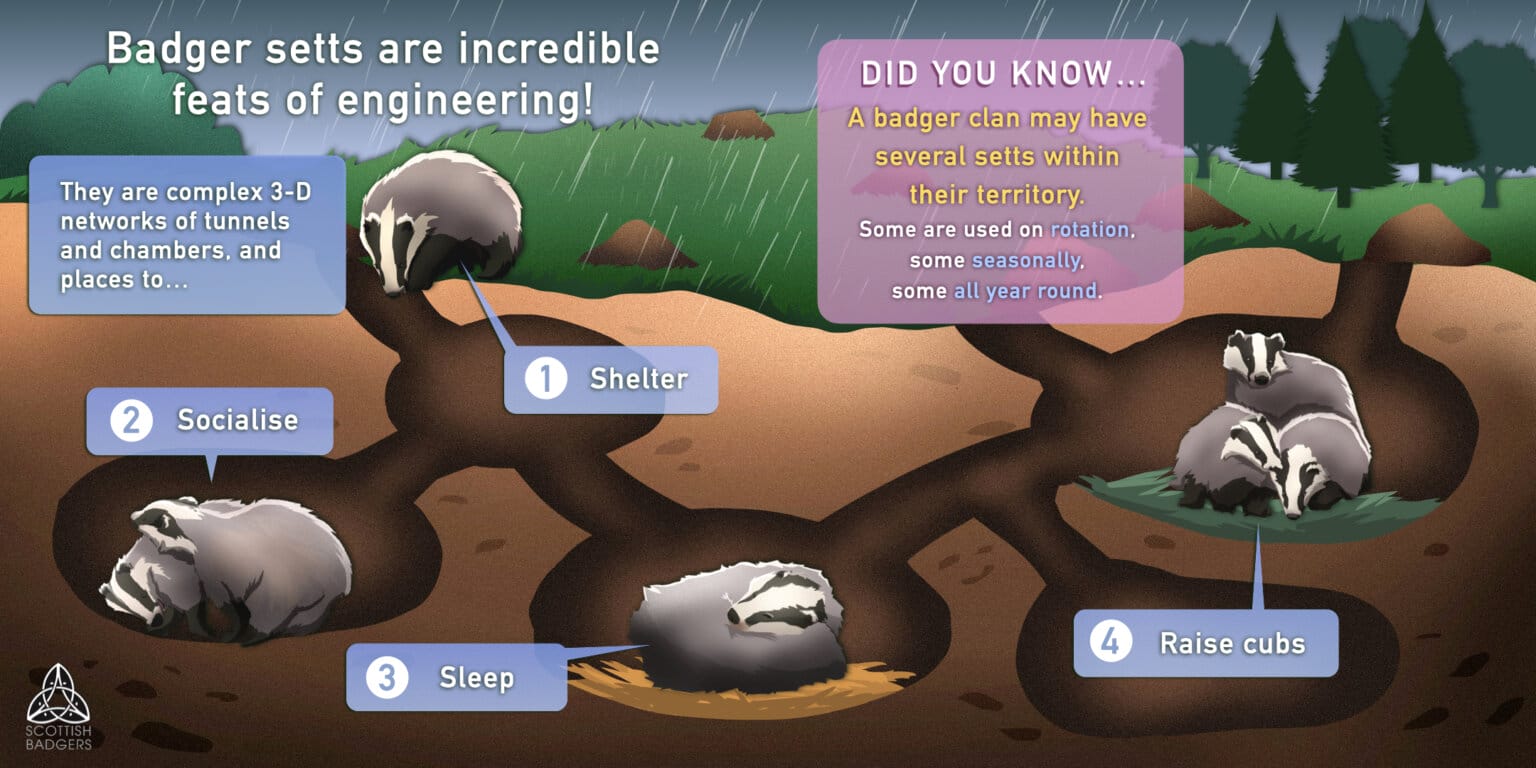 6 - Setts - Scottish Badgers