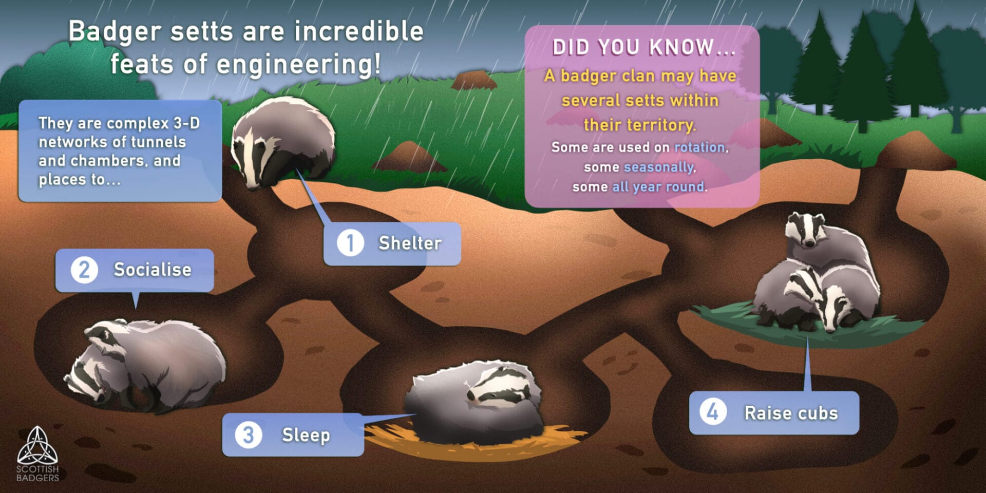 6 - Setts - Scottish Badgers