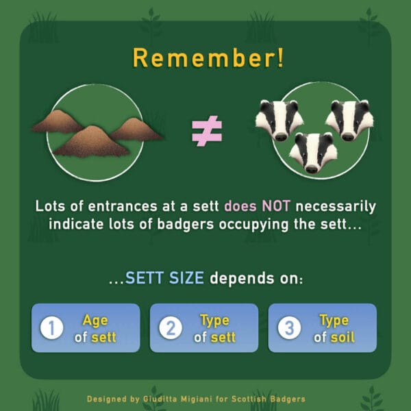 6 - Setts - Scottish Badgers