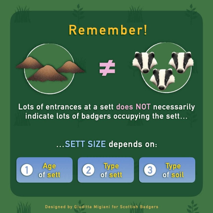 6 - Setts - Scottish Badgers