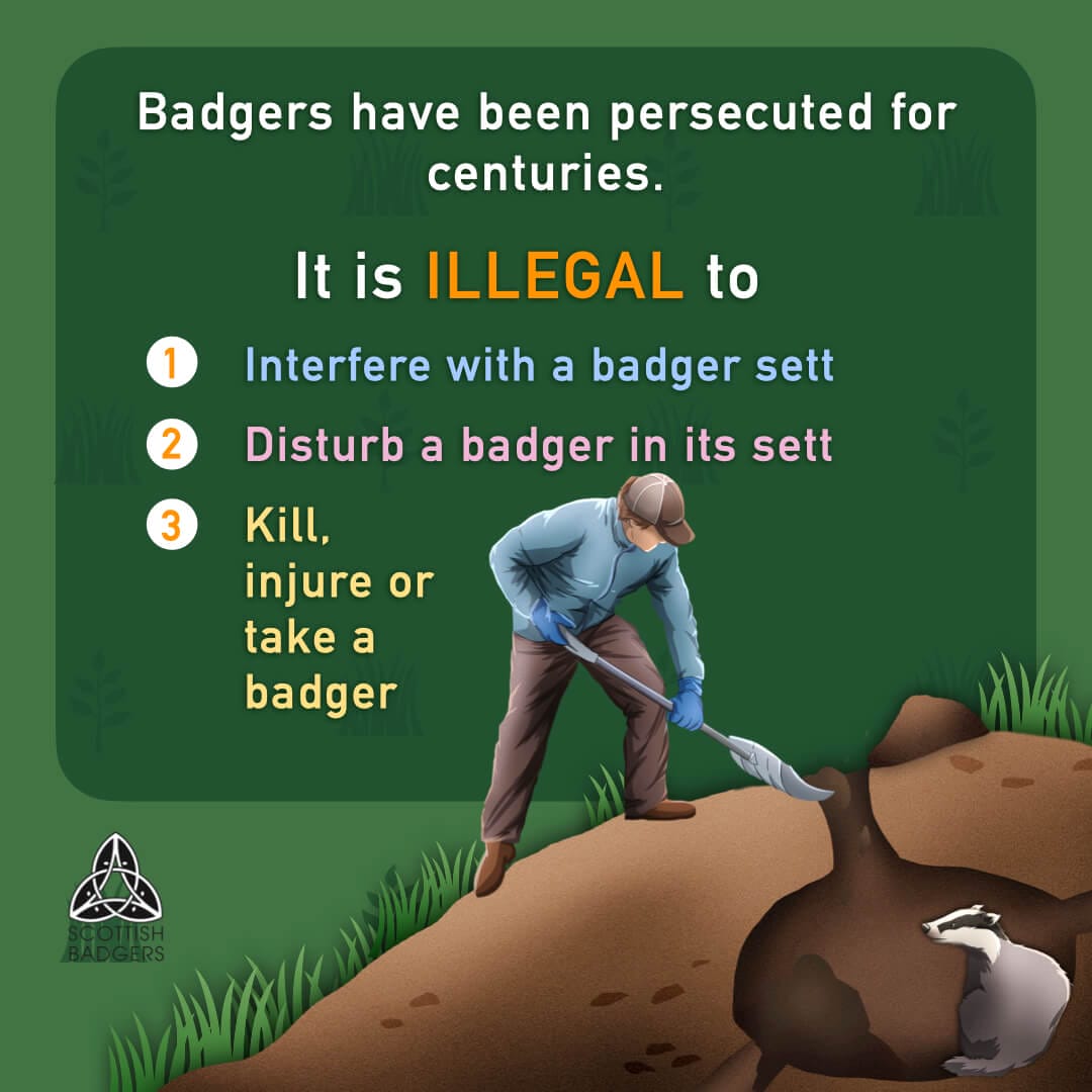 7 - Threats - Scottish Badgers