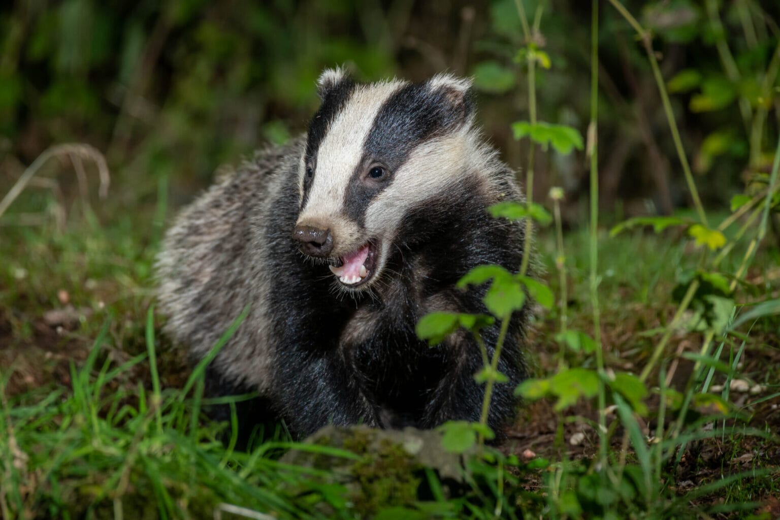 Brocktober - Scottish Badgers
